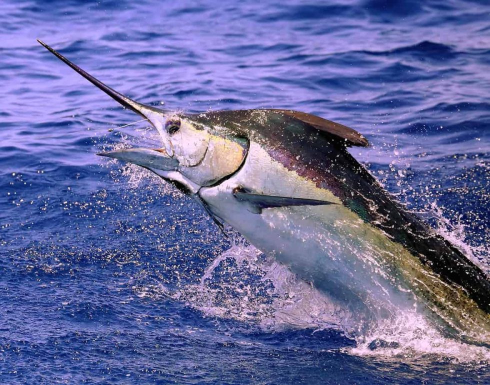 All Inclusive Fishing Guatemala - Central America Fishing