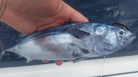 Tuna Fishing in Panama - Ultimate Guide to Panama Tuna Fishing ...