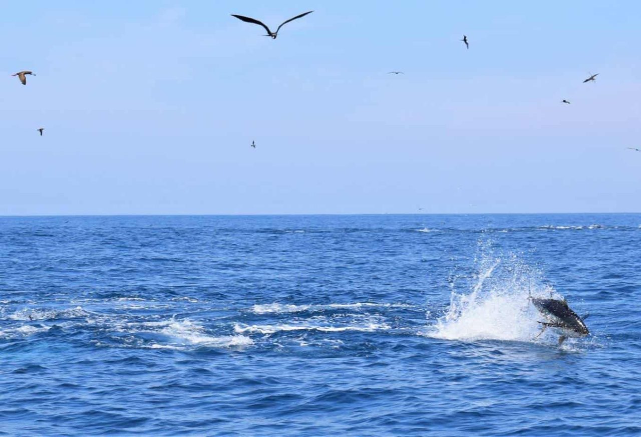 Tuna Fishing in Panama - Ultimate Guide to Panama Tuna Fishing ...