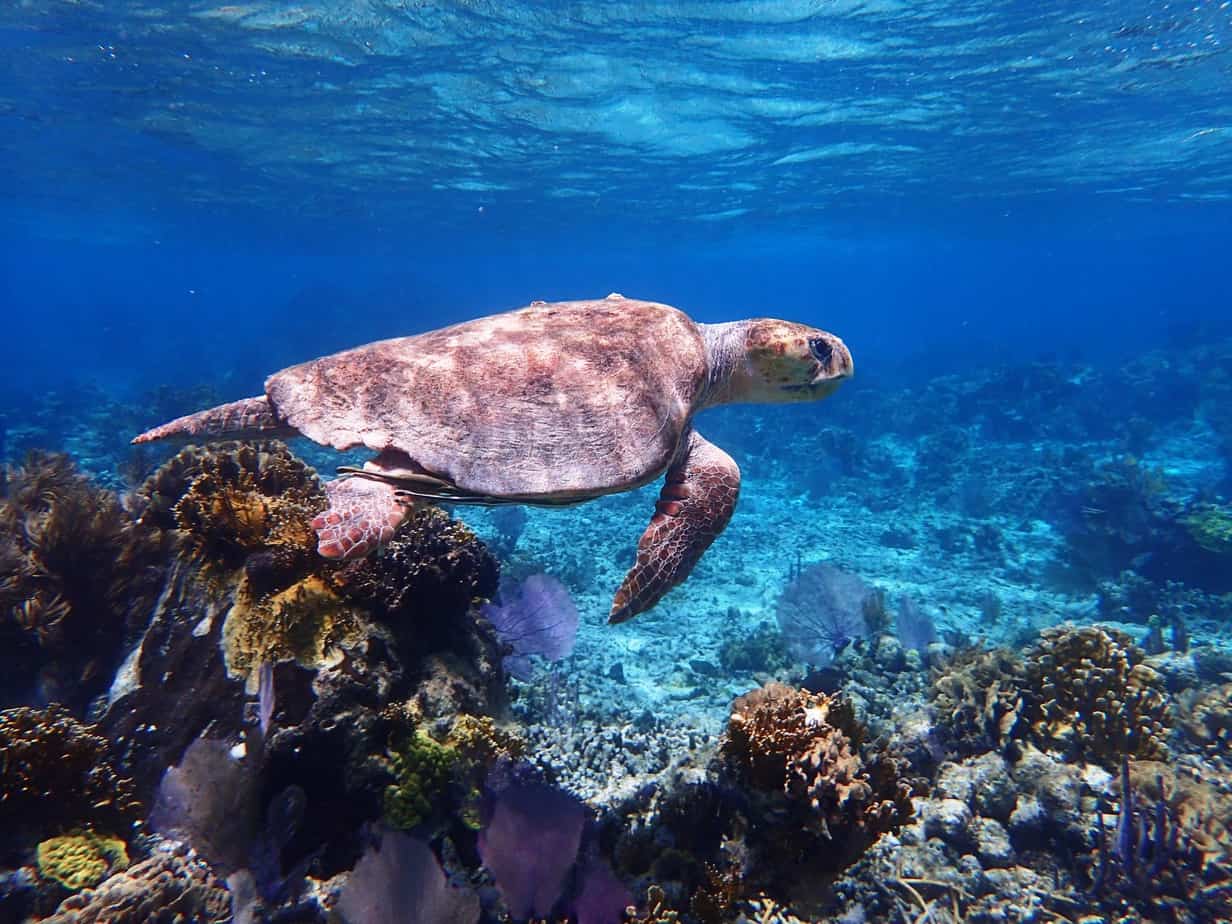 Fish & Dive Turneffe Atoll - Central America Fishing
