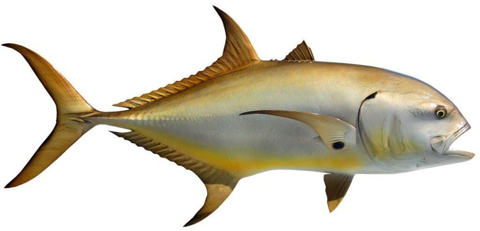 Jack Fish | Central America Fishing