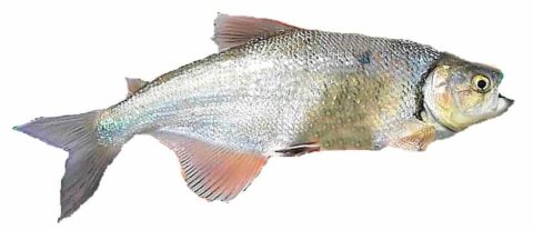 Machaca Fishing in Costa Rica | Central America Fishing