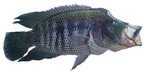 Rainbow Bass Fishing in Costa Rica | Central America Fishing