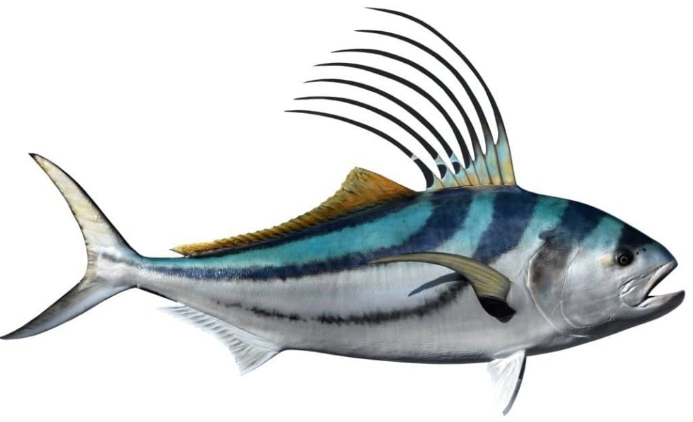 Roosterfish in Central America | Central America Fishing