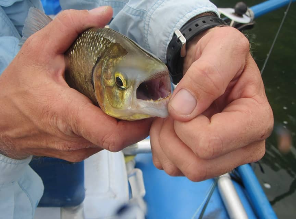 Fly Fishing In The Jungle - Central America Fishing