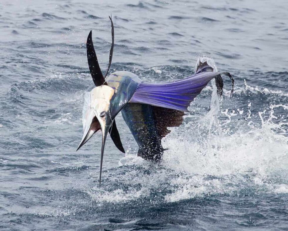 All Inclusive Fishing Guatemala - Central America Fishing