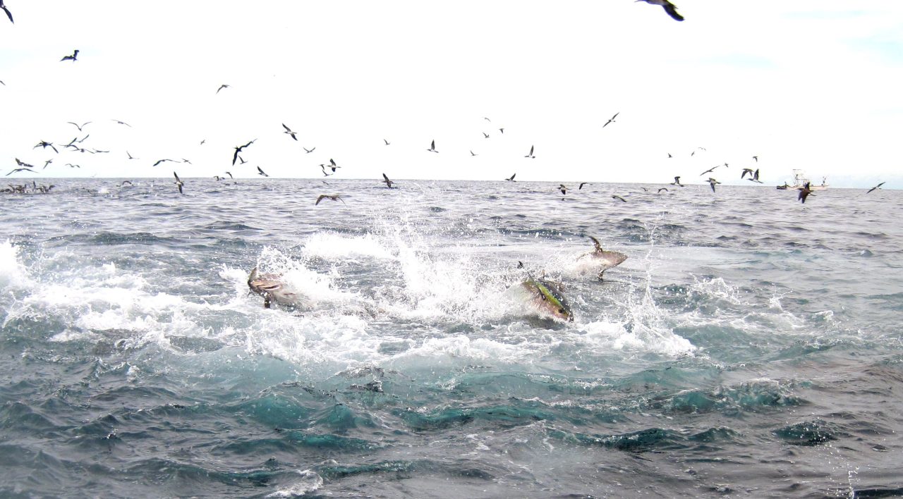 Guatemala Fishing Vacation | Fishing in Guatemala - Central America Fishing