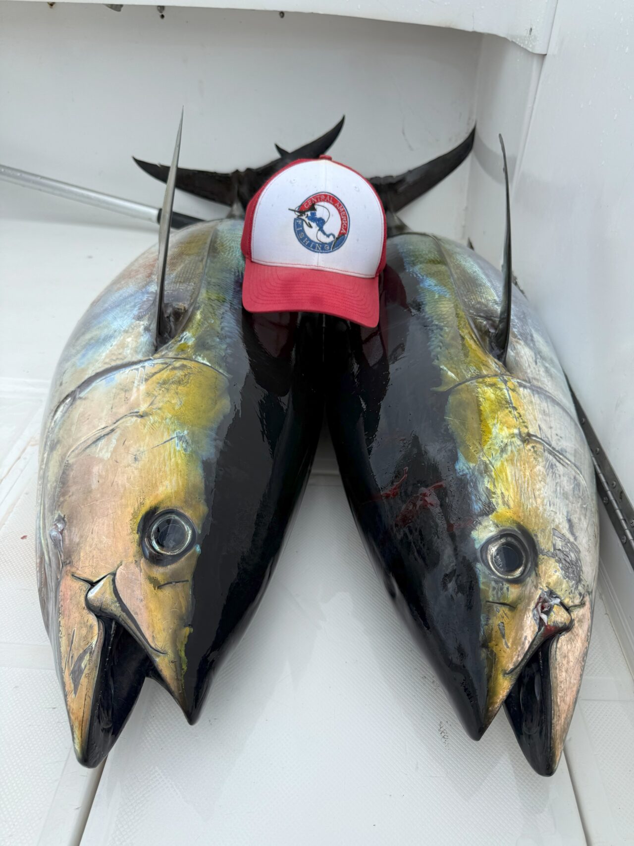 CAF Week on the Mothership - March 2025 - Central America Fishing